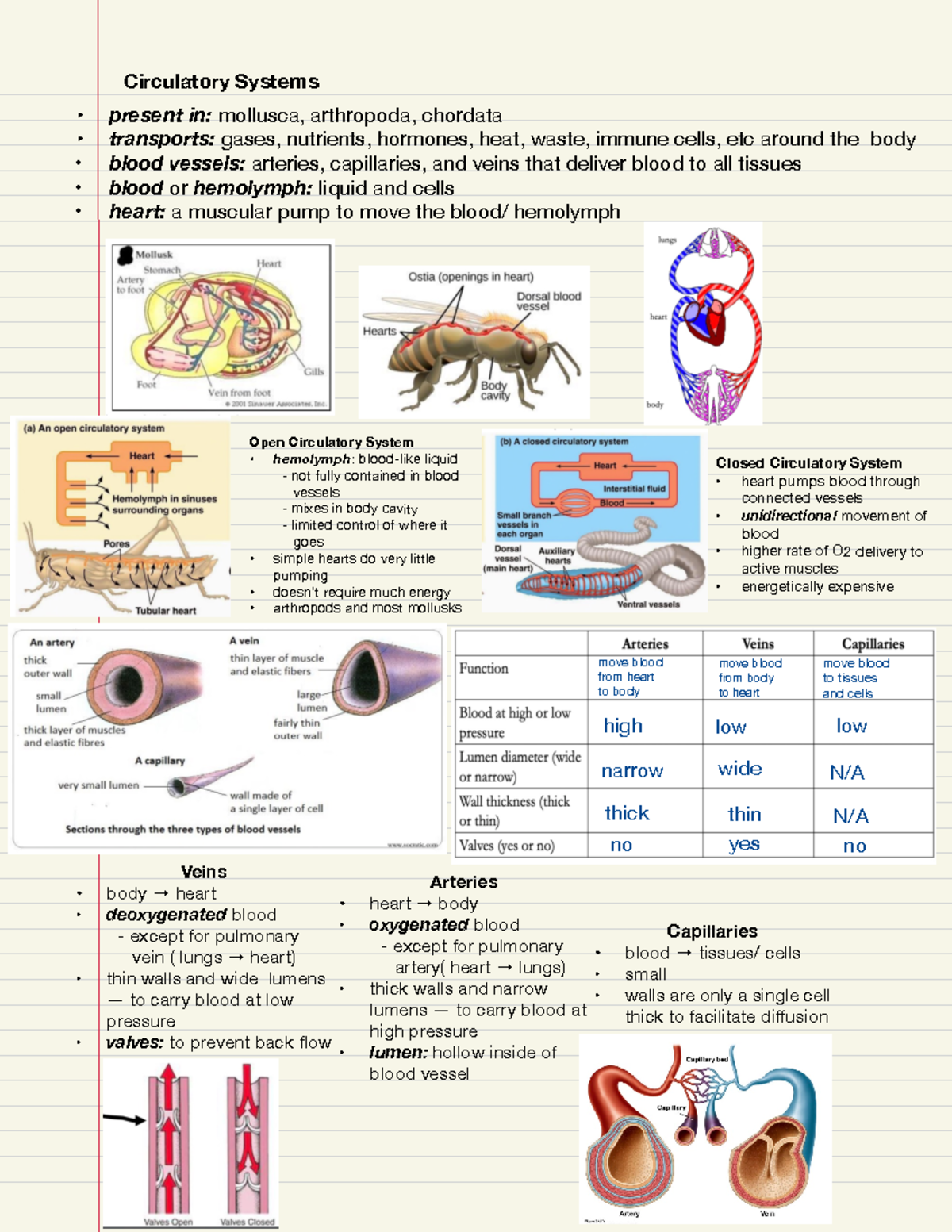 Animals and Circulatory System 2 - Circulatory Systems • present in ...
