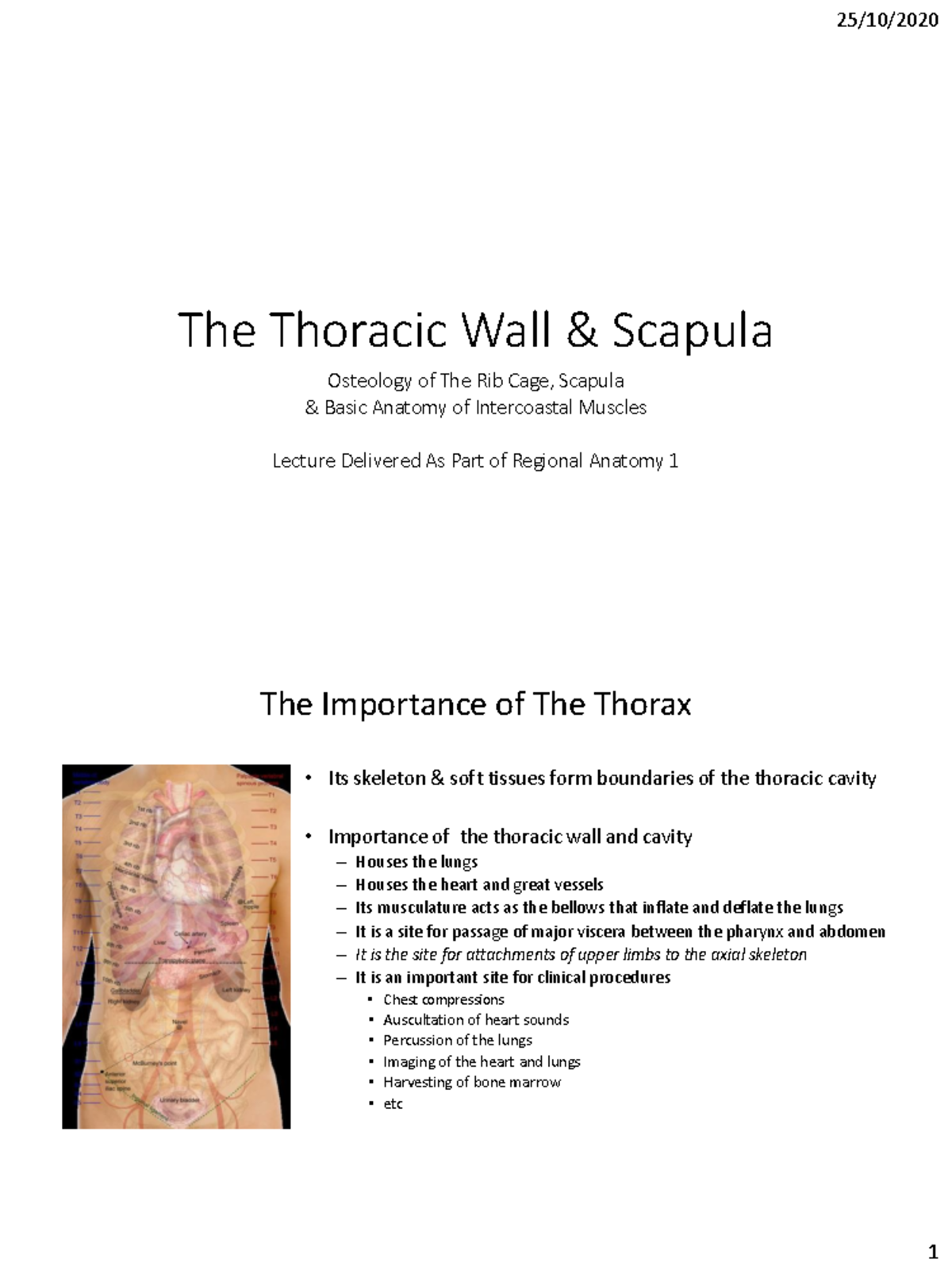 The Thoracic Wall, & Scapula – Osteology of The Rib Cage & Scapula ...