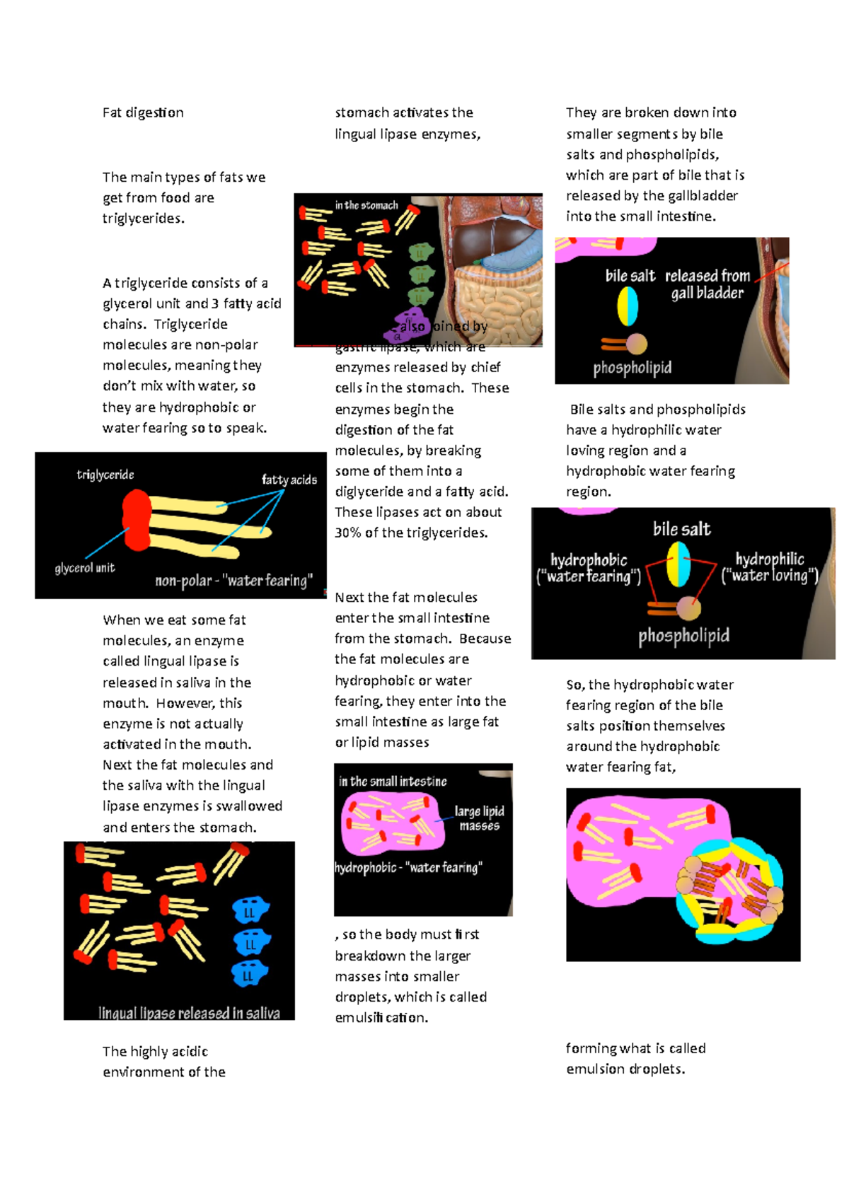 Fat digestion - Fat digestion The main types of fats we get from food ...