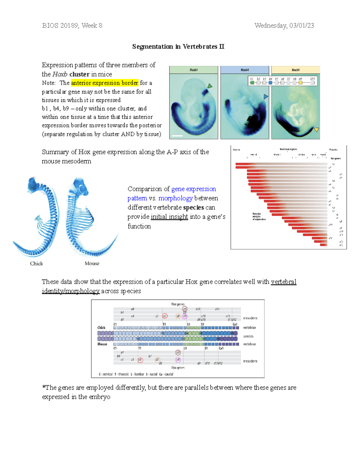 Segmentation In Vertebrates Ii Segmentation In Vertebrates Ii Expression Patterns Of Three