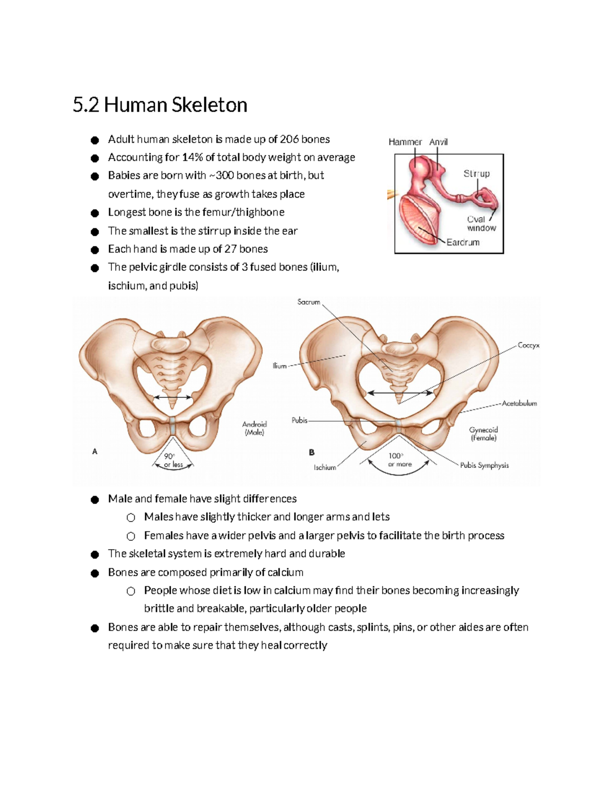 5.2 Human Skeleton - Notes - 5 Human Skeleton Adult human skeleton is ...