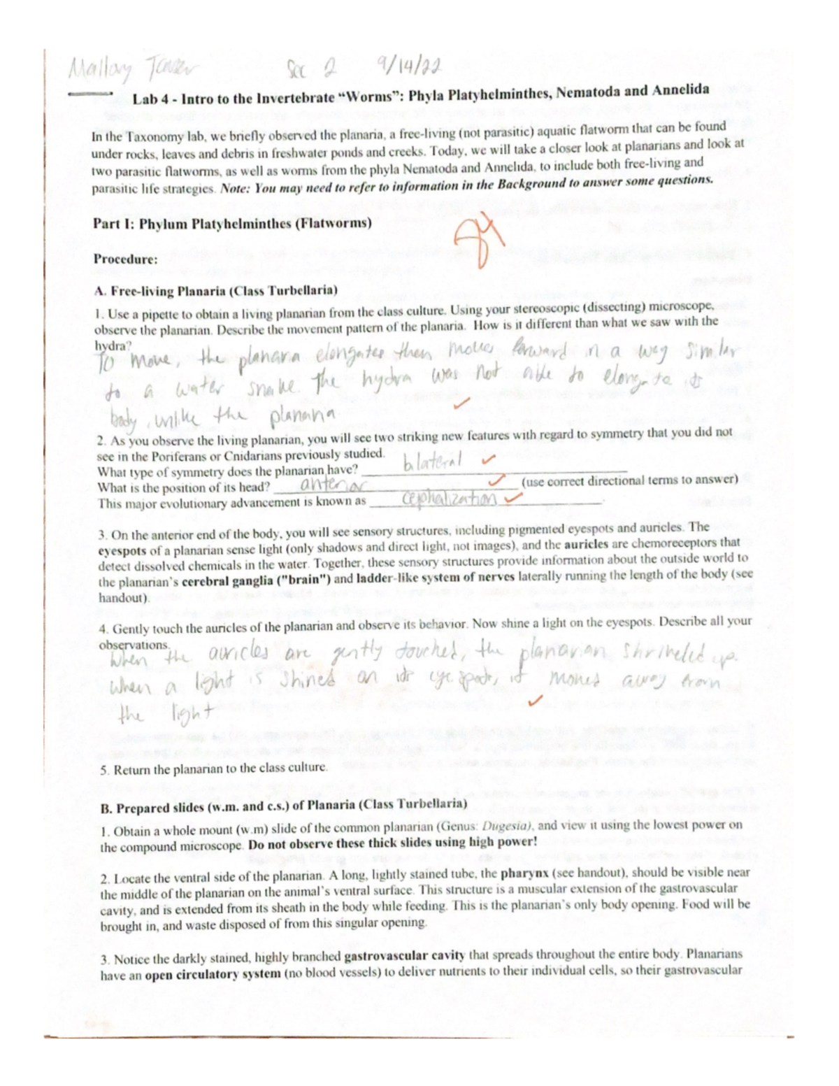Intro to the Invertebrate Worms Phyla Platyhelminthes, Nematoda and ...