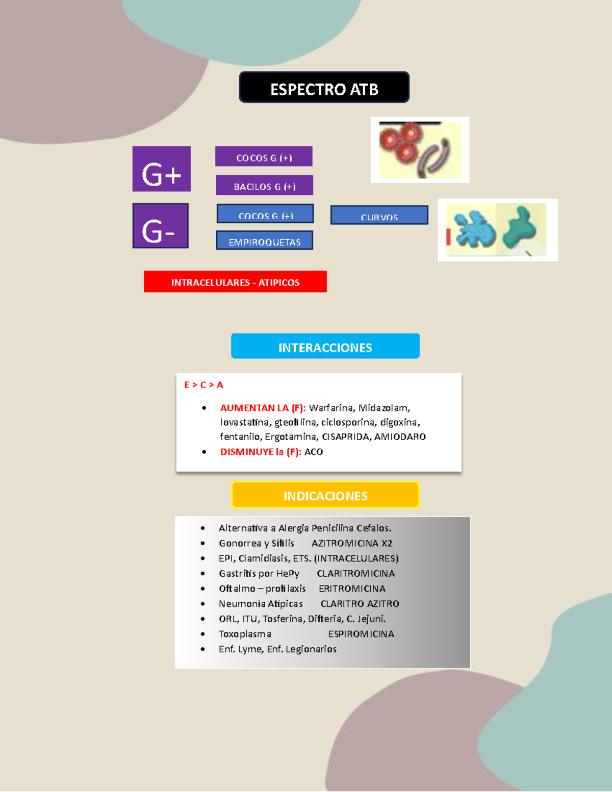 Macrolidos - ESPECTRO ATB G+ G- COCOS G (+) EMPIROQUETAS INTRACELULARES - ATIPICOS COCOS G ...