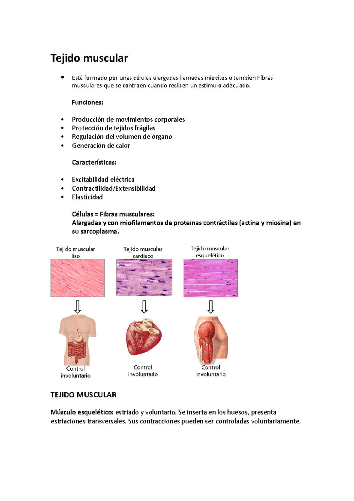 Tejido muscular - Tejido muscular Está formado por unas células ...