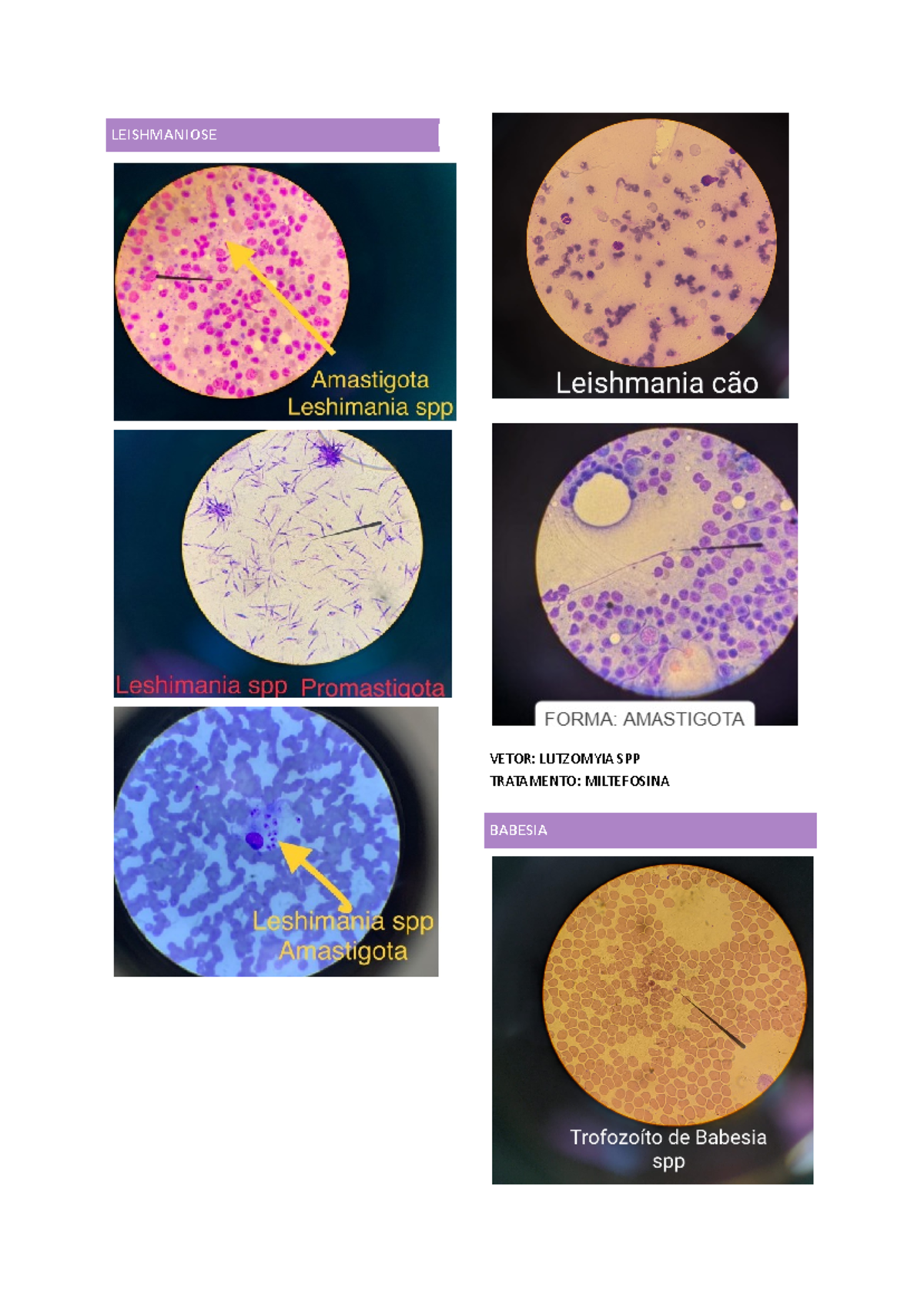 Laminas Doenças Parasitarias - LEISHMANIOSE VETOR: LUTZOMYIA SPP ...