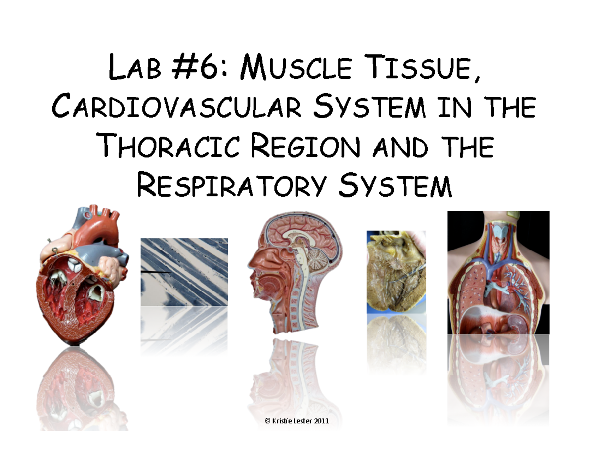 BIOL1410 Lab6 Review - Anatomy of the Human body - LAB #6: MUSCLE ...
