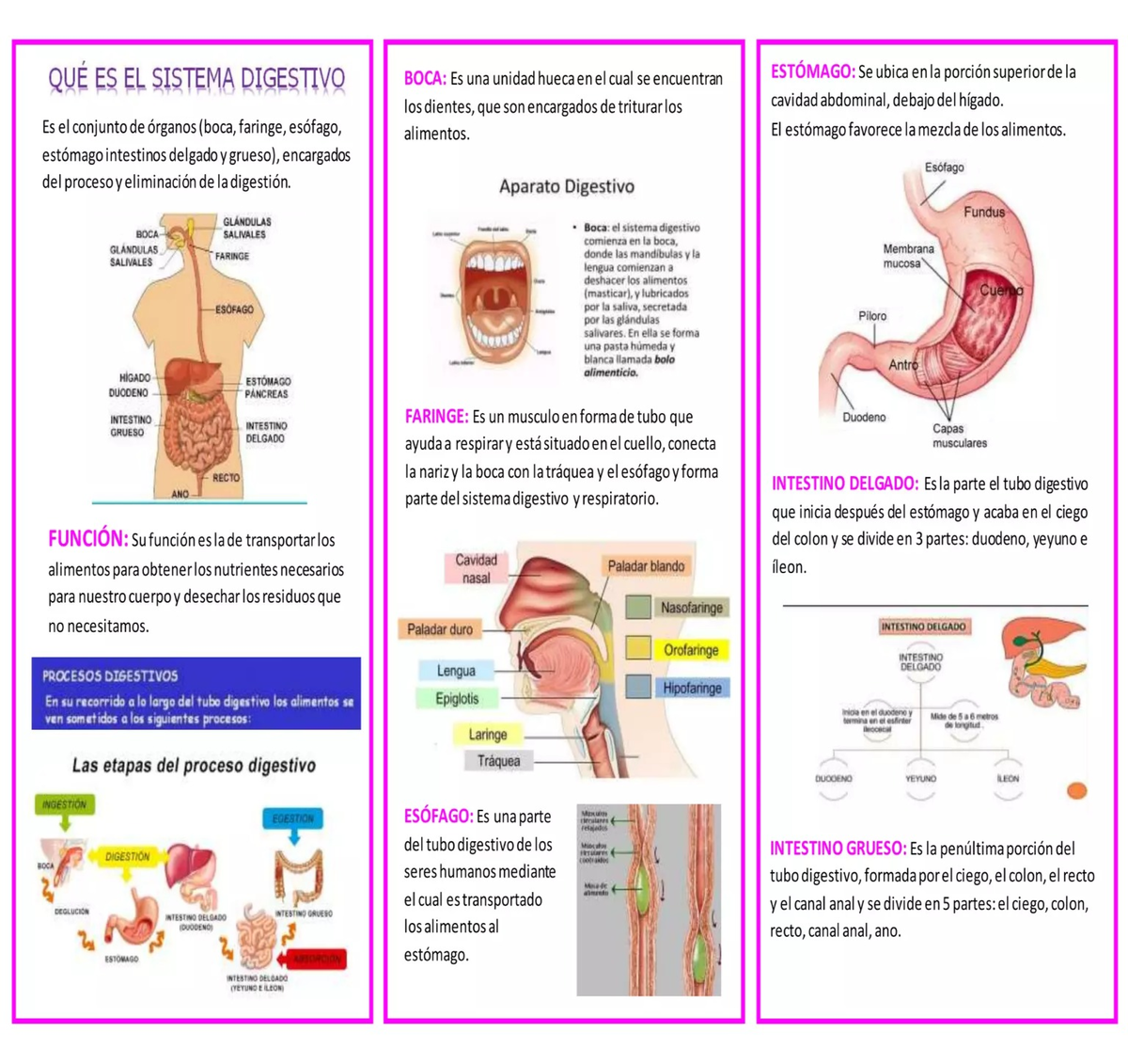 EL SISTEMA DIGESTIVO PASO DE LOS ALIMENTOS - QUE ES EL SISTEMA ...