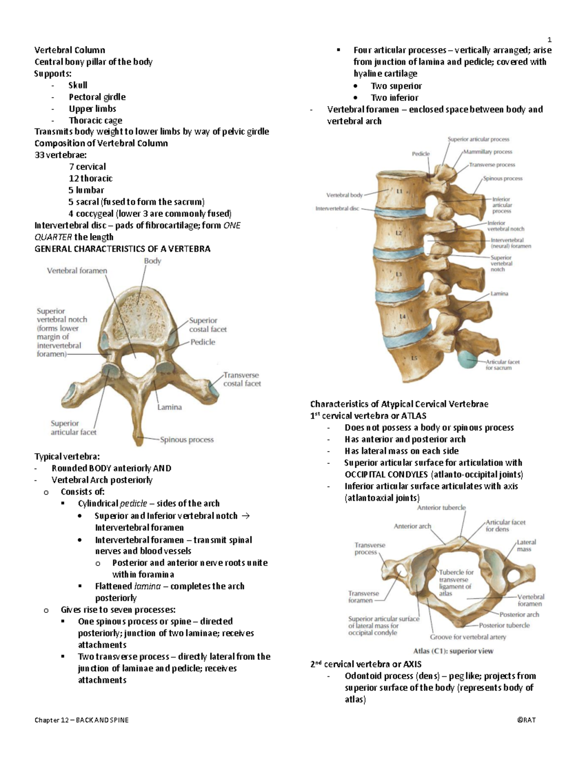 Anatomy Chapter 12 - BACK AND Spine - Vertebral Column Central bony ...