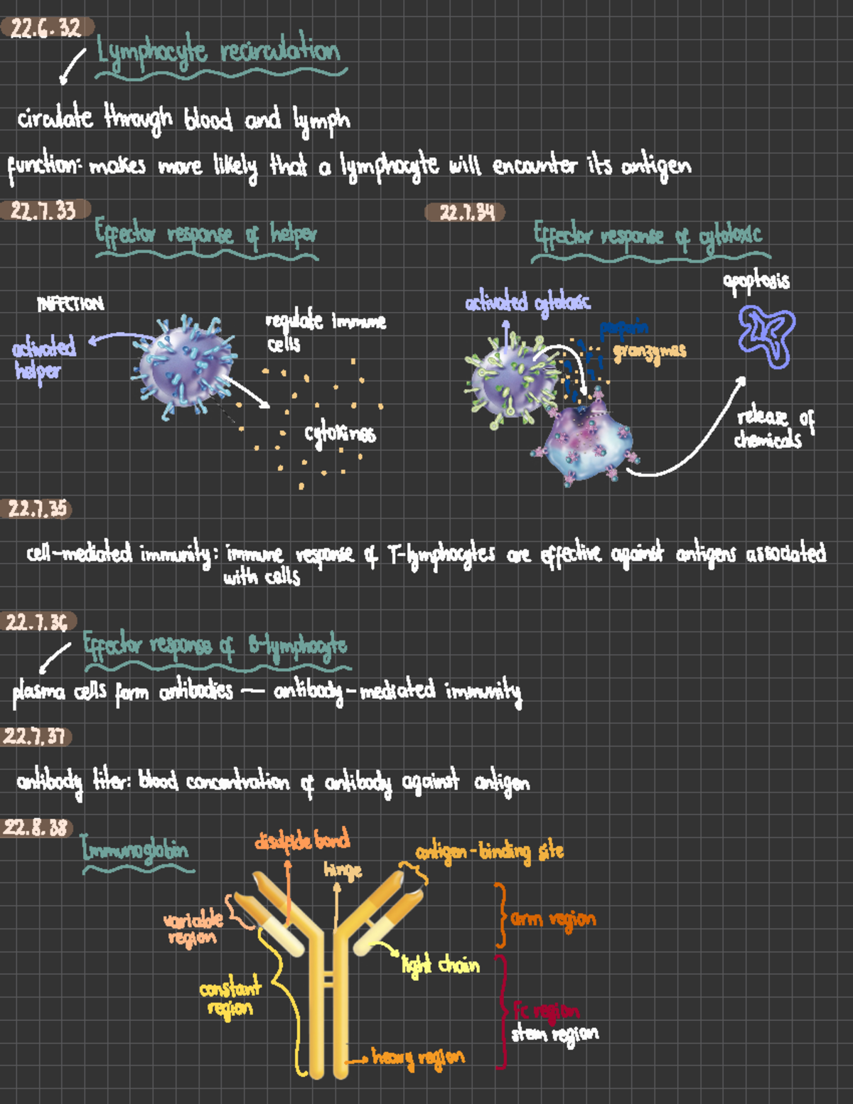 Ch22 - Notes based on learning objectives - ylymphocyterea/ationm ...