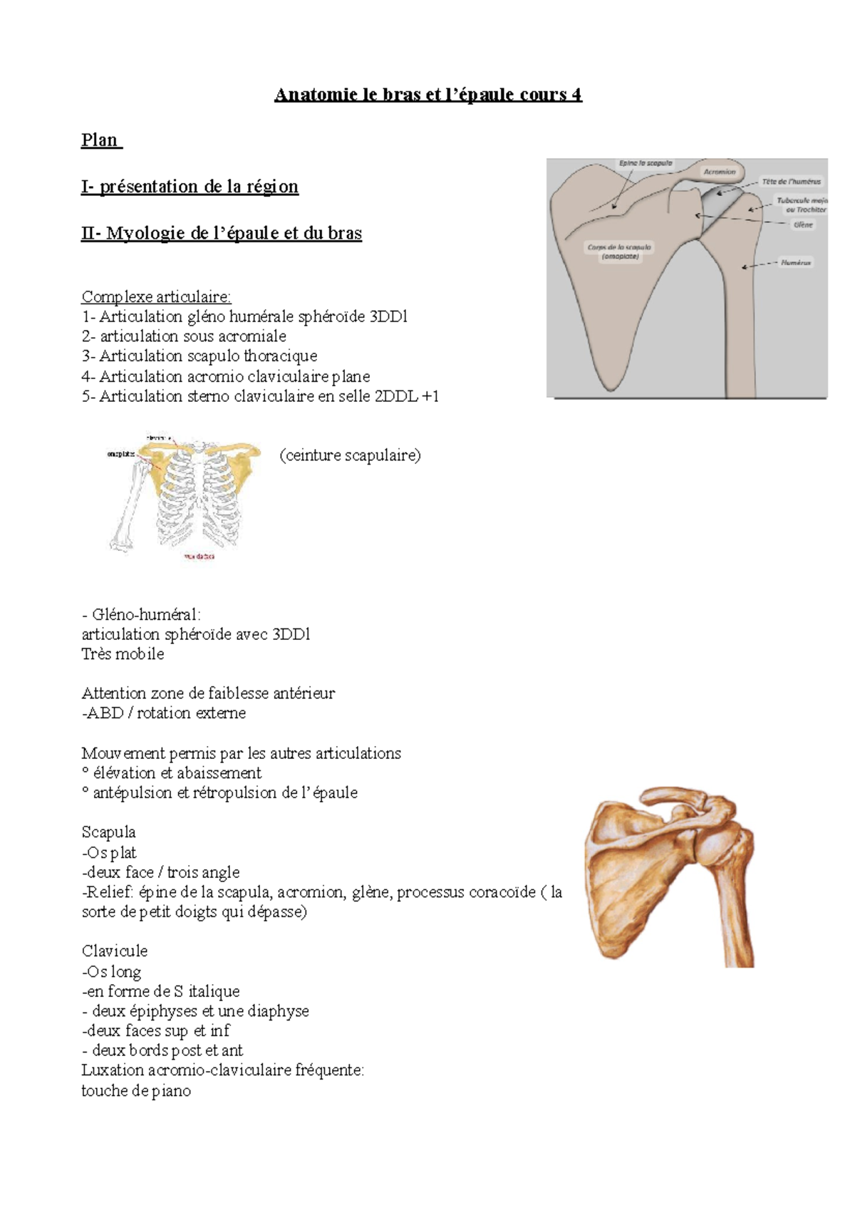 Anatomie épaule et bras[ 205] - Anatomie le bras et l’épaule cours 4 ...