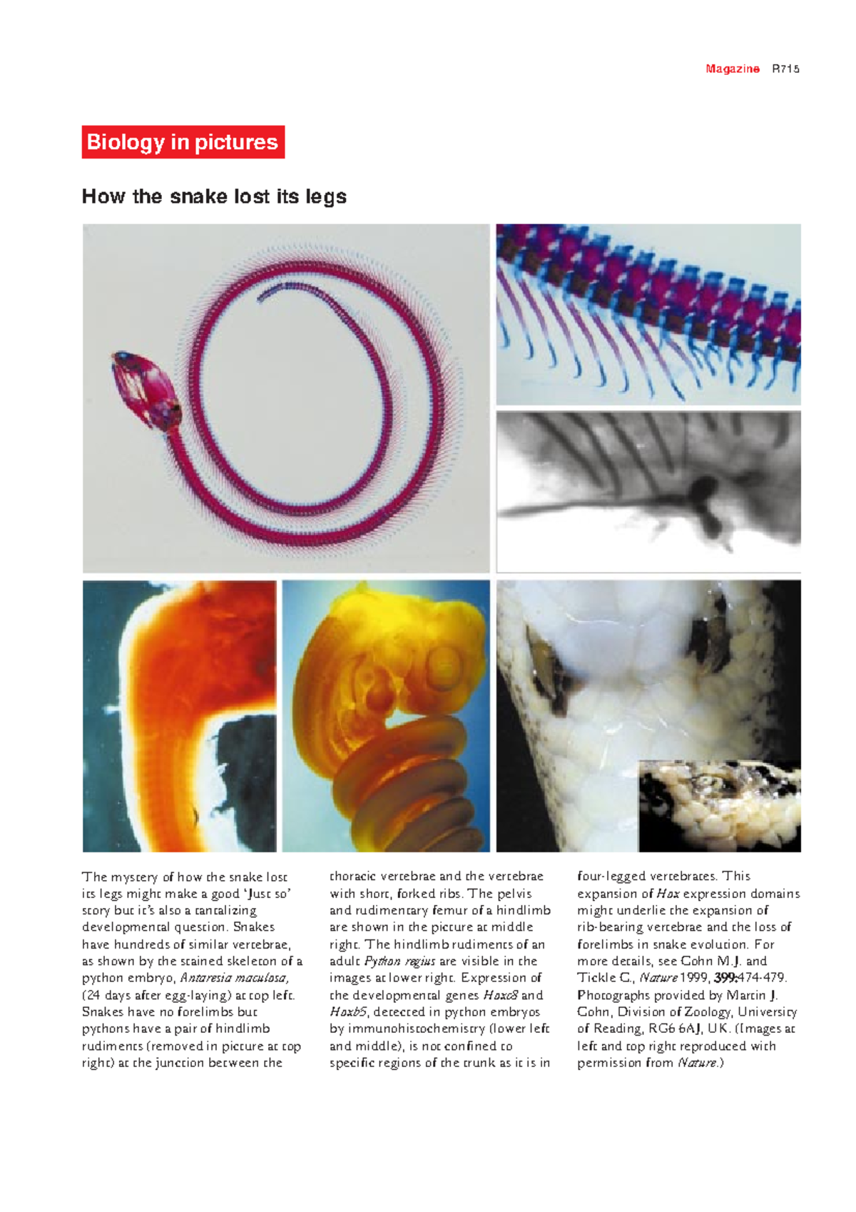 How the snake lost its legs 1999 - The mystery of how the snake lost ...