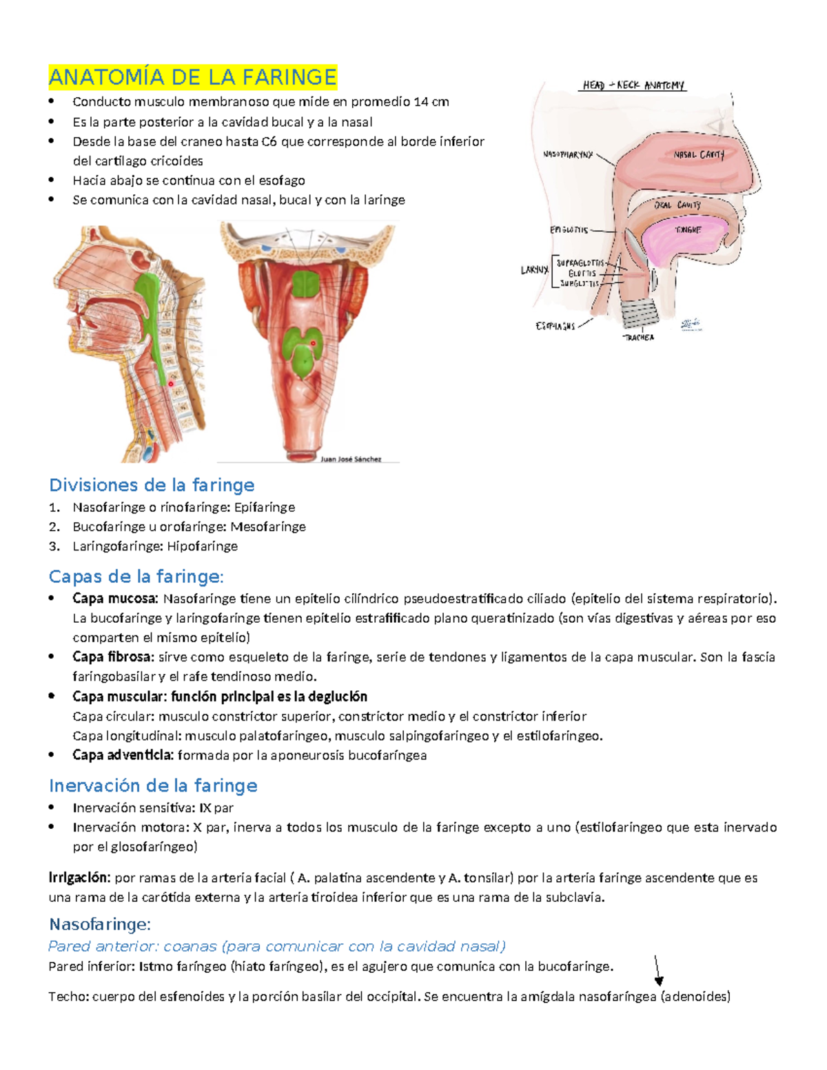 Anatomía DE LA Faringe 1 - ANATOMÍA DE LA FARINGE Conducto musculo membranoso que mide en ...