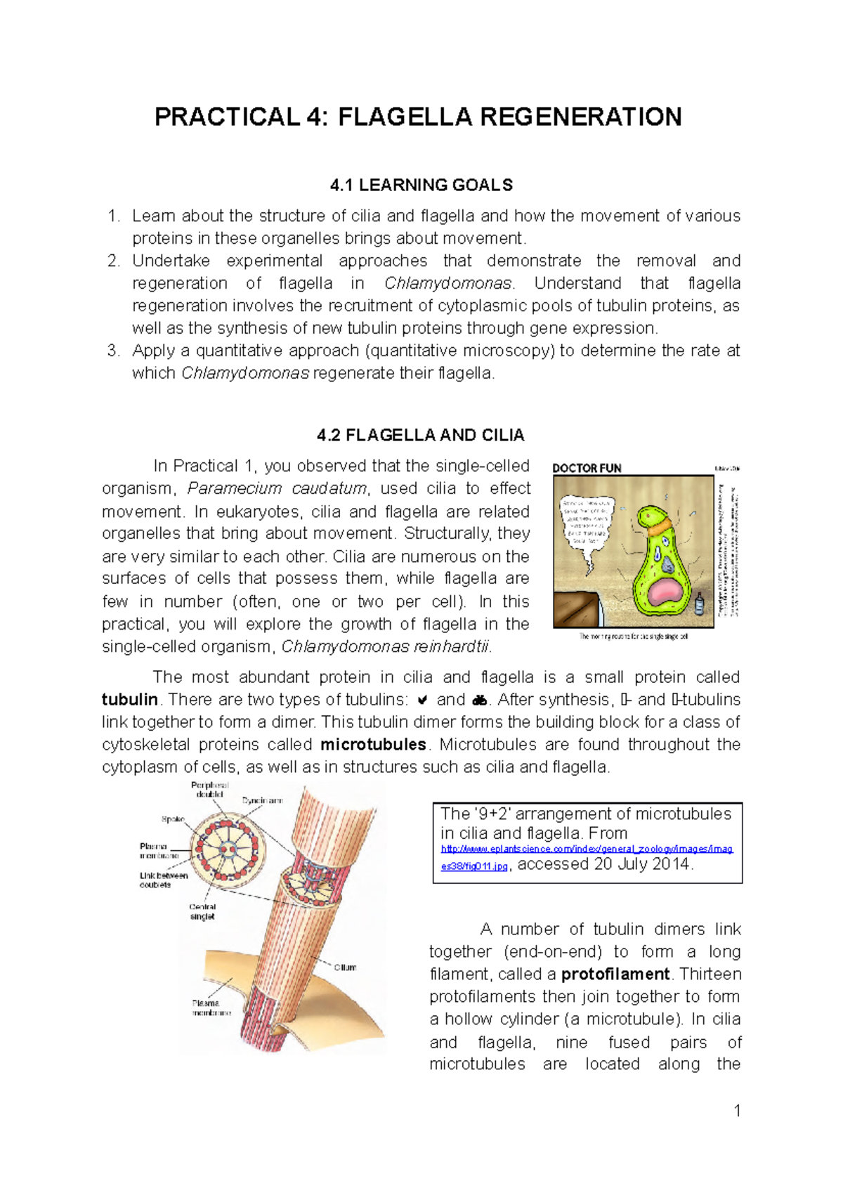 Prac 4 e Book 2023 - PRAC EBOOK - PRACTICAL 4: FLAGELLA REGENERATION 4 LEARNING GOALS Learn ...