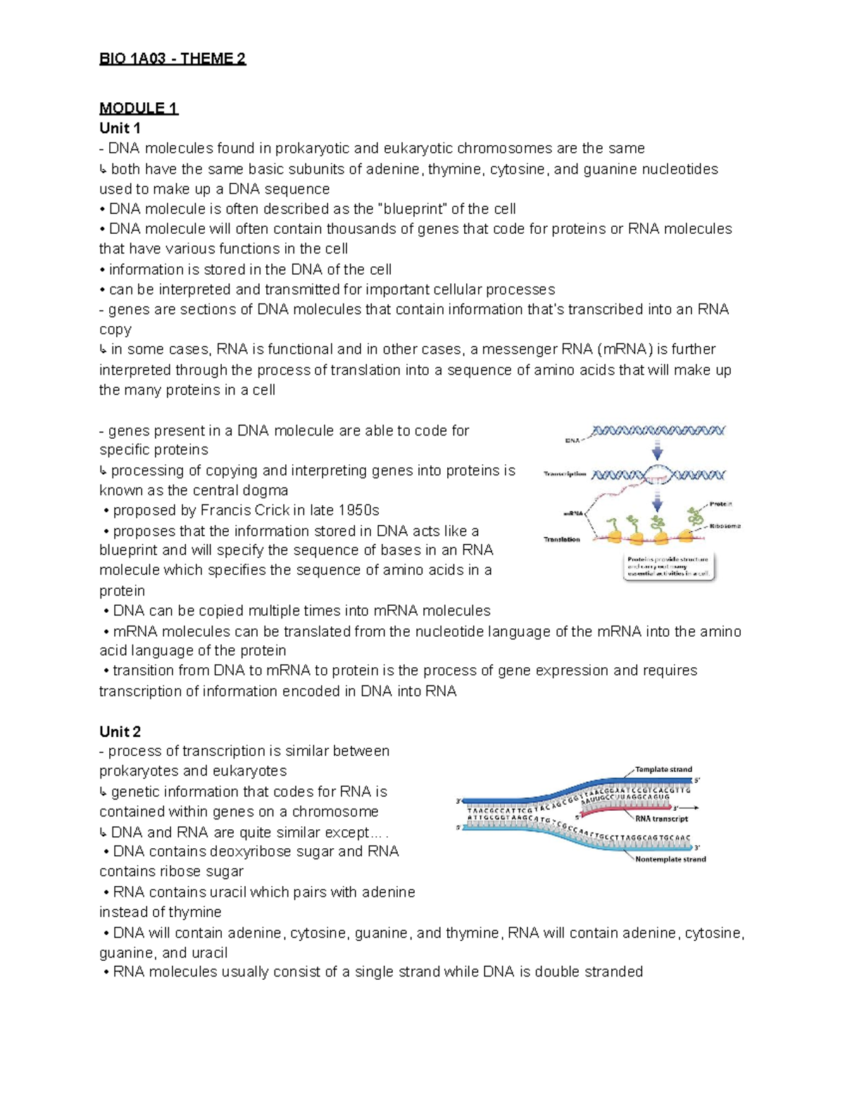 Bio Theme 2 Notes - Dr. Rosa Da Silva, Dr. Kaijura - BIO 1A03 - THEME 2 ...