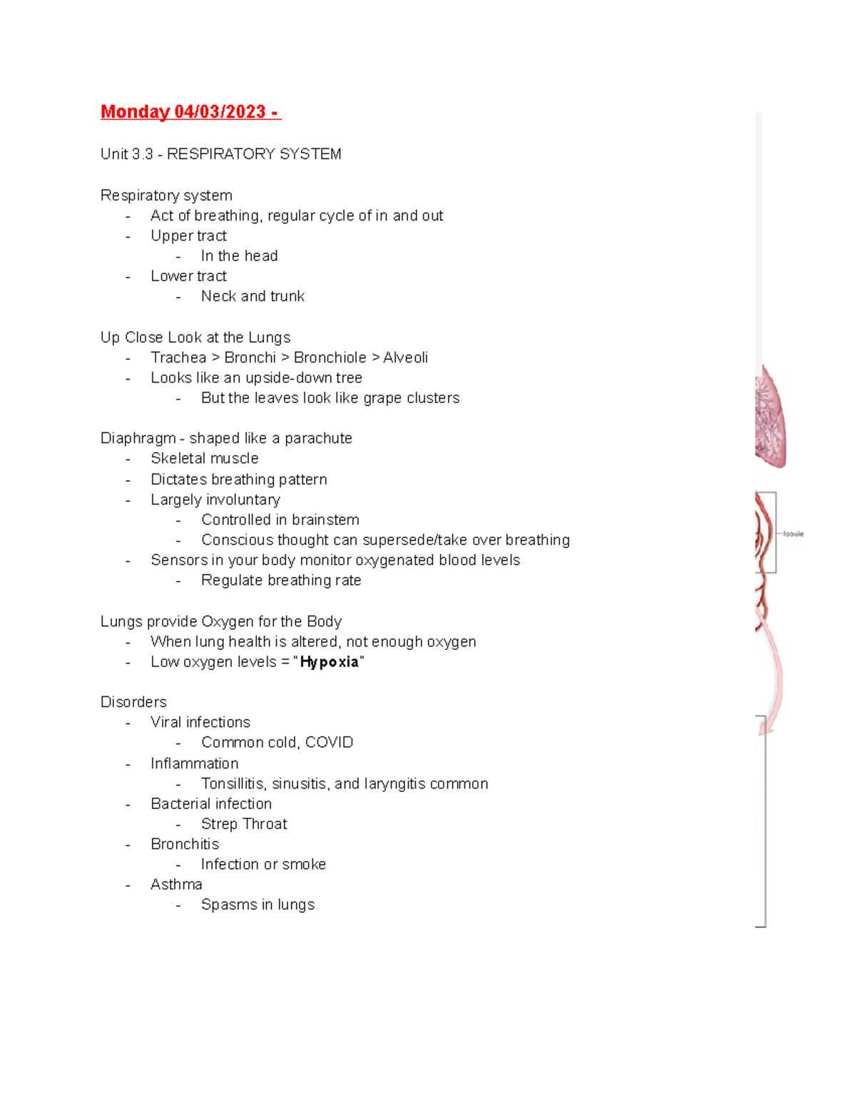Week 11 - Biology - Monday 04/03/2023 - Unit 3 - RESPIRATORY SYSTEM ...