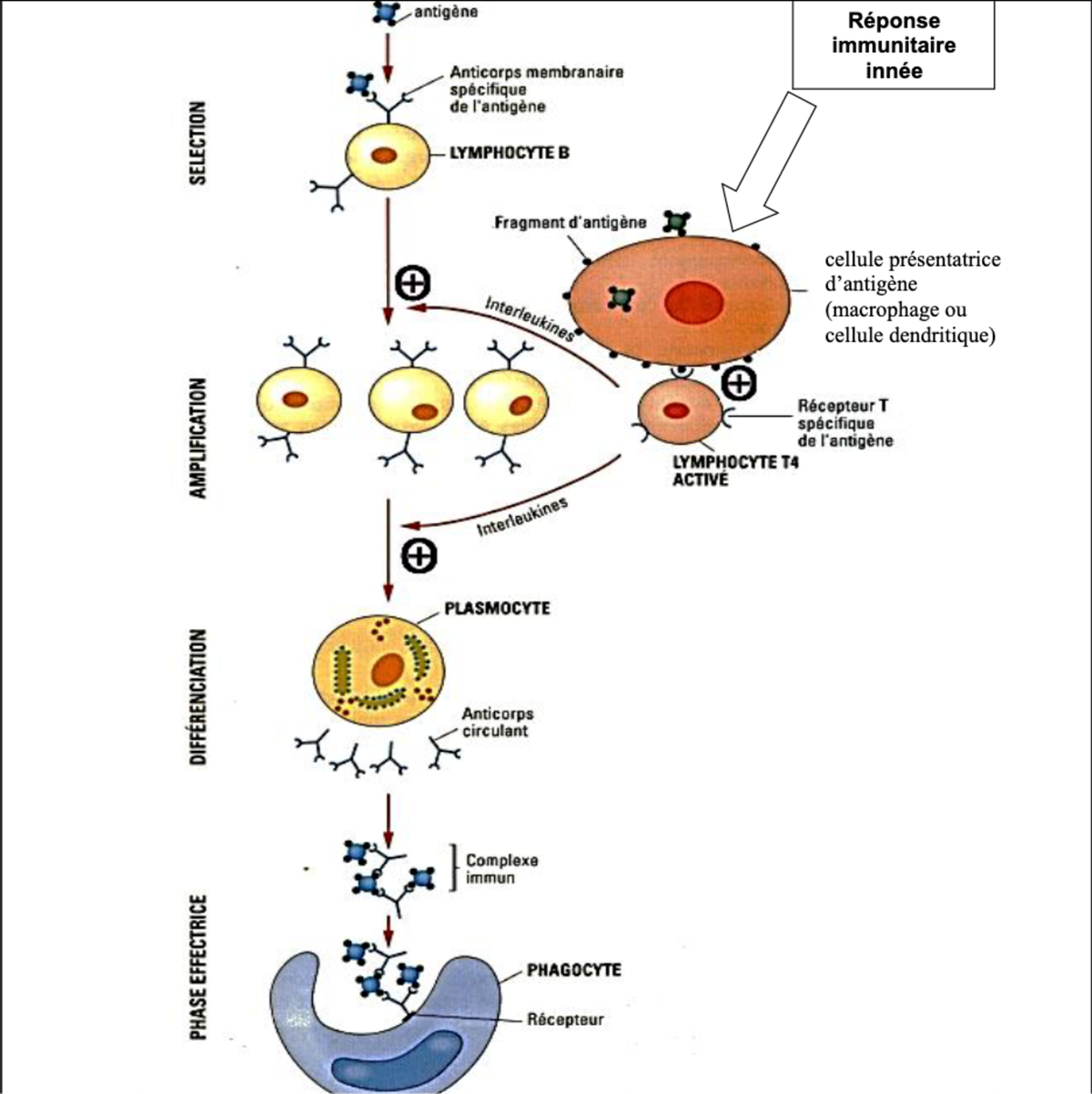 Ria cellulaire - schéma - Sciences de la vie et de la Terre - Studocu