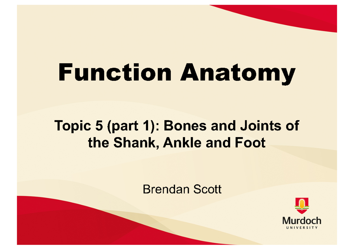 Topic 5 (part 1) - Bones and Joints of the Shank, Ankle and Foot ...