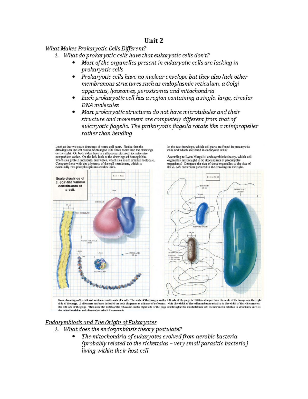 Unit 2 - Lecture notes 2 - Unit 2 What Makes Prokaryotic Cells ...