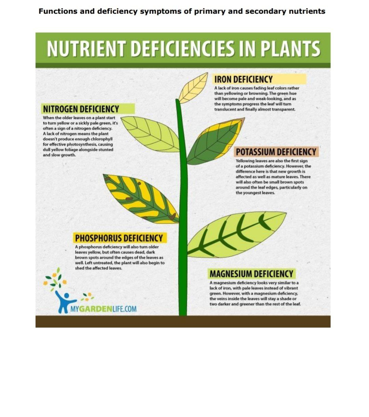Nutrient deficiency - Functions and deficiency symptoms of primary and ...