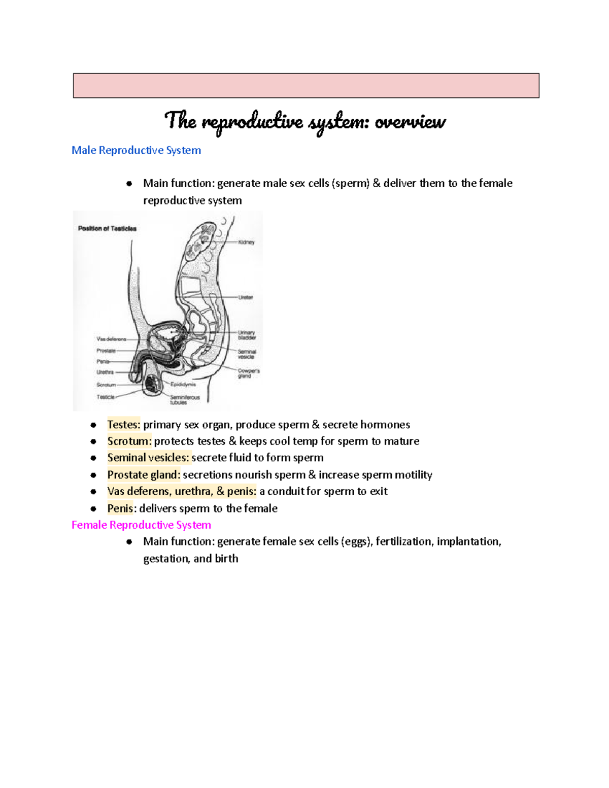 Reproductive system overview - Th reproductiv sste: overvie Male Reproductive System Main - Studocu