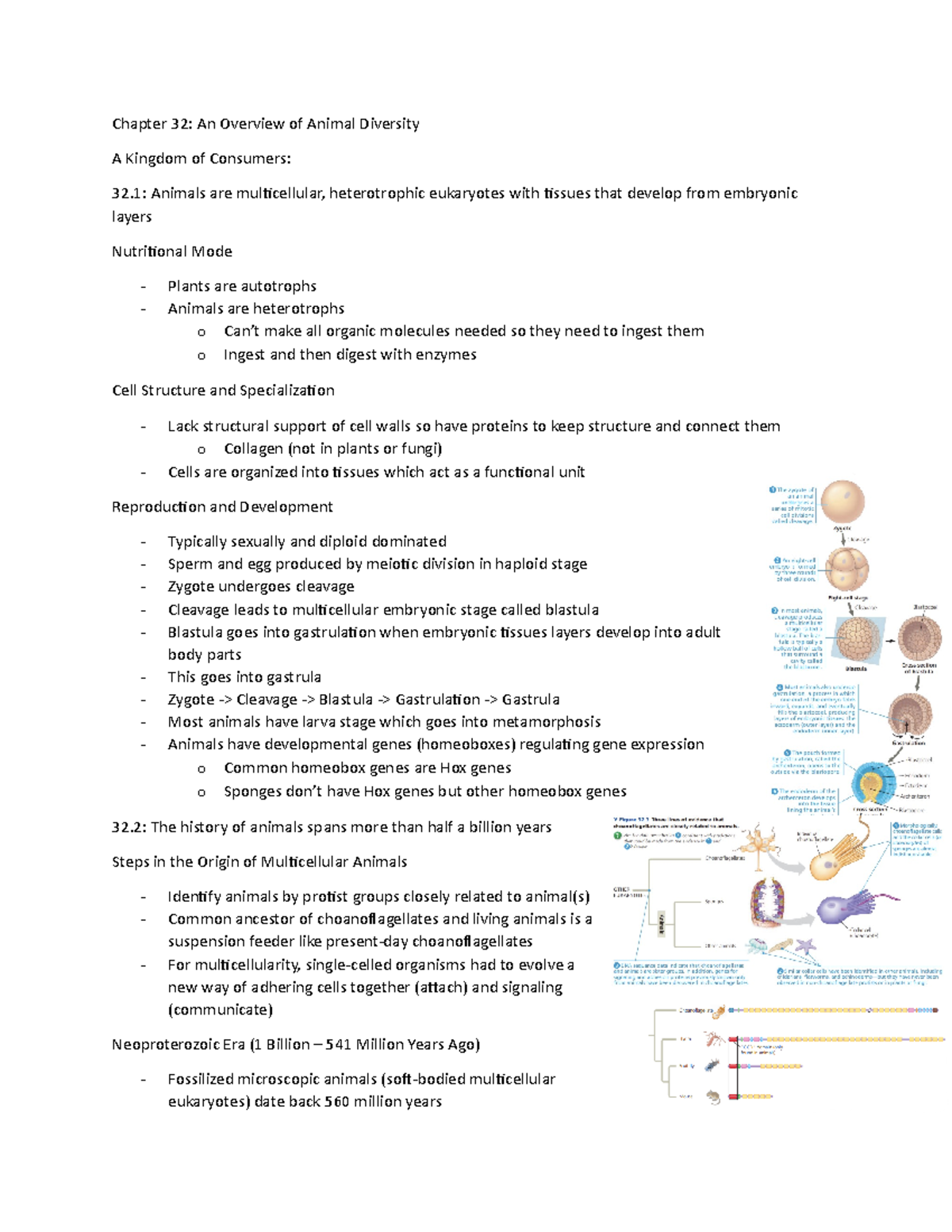 Chapter 32 Notes - Chapter 32: An Overview of Animal Diversity A ...