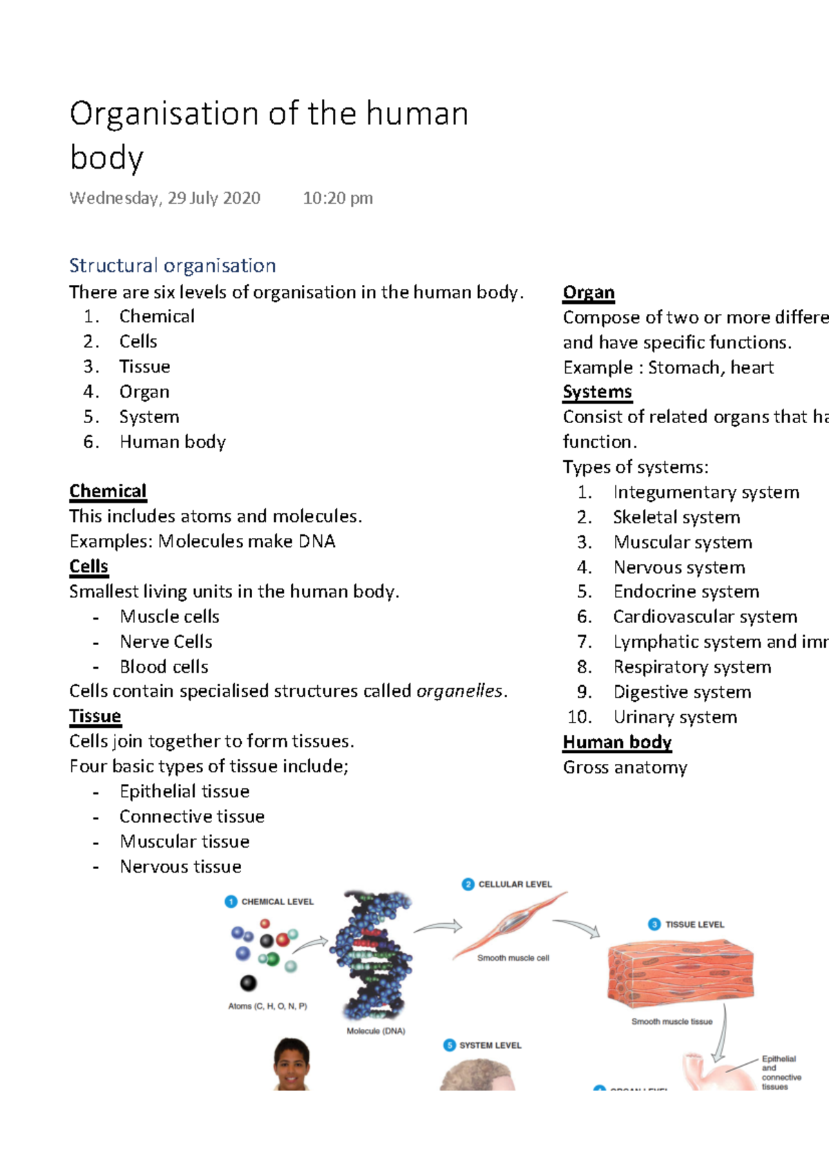 Organisation of the human body - Structural organisation There are six ...
