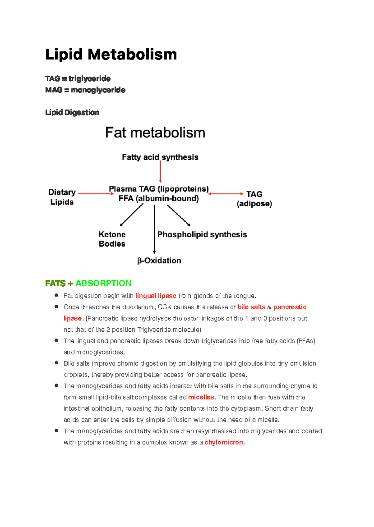 Lipid Metabolism - L i p i d M e t a b o l i s m TAG = triglyceride MAG ...