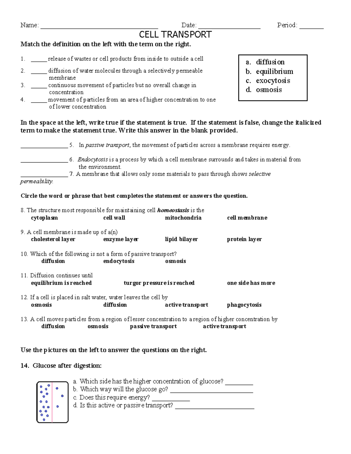 Cell Transport and Energy Review - Studocu