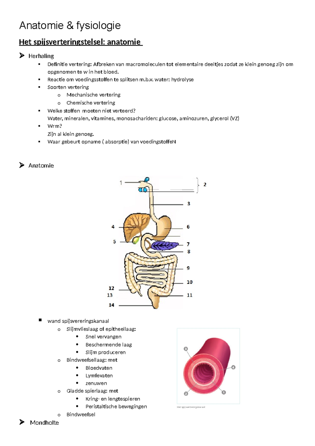 Anatomie van spijsvertering - Anatomie & fysiologie Het ...