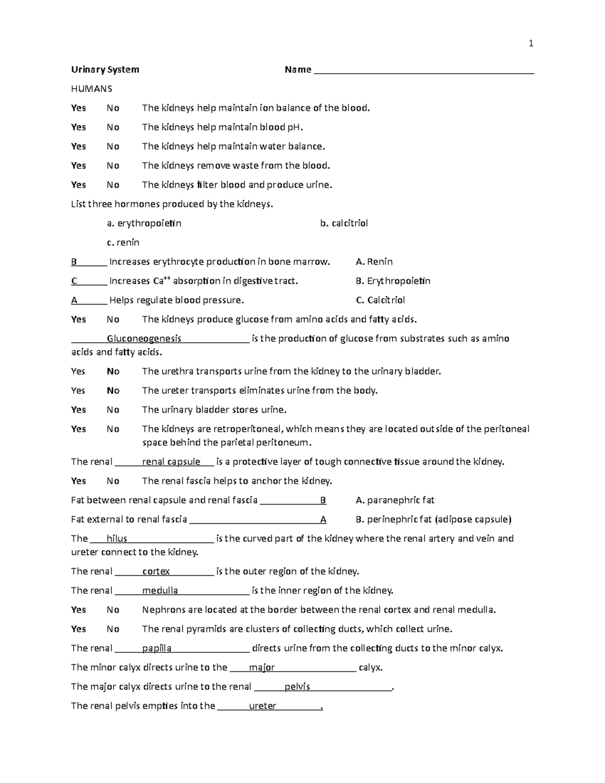 16 Urinary Key - 1 Urinary System Name HUMANS Yes No The kidneys help ...