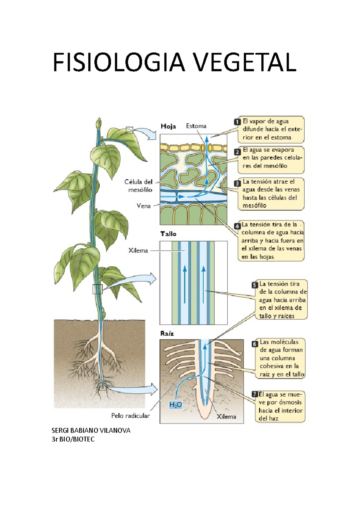 Fisiologia Vegetal - FISIOLOGIA VEGETAL SERGI BABIANO VILANOVA 3r BIO ...