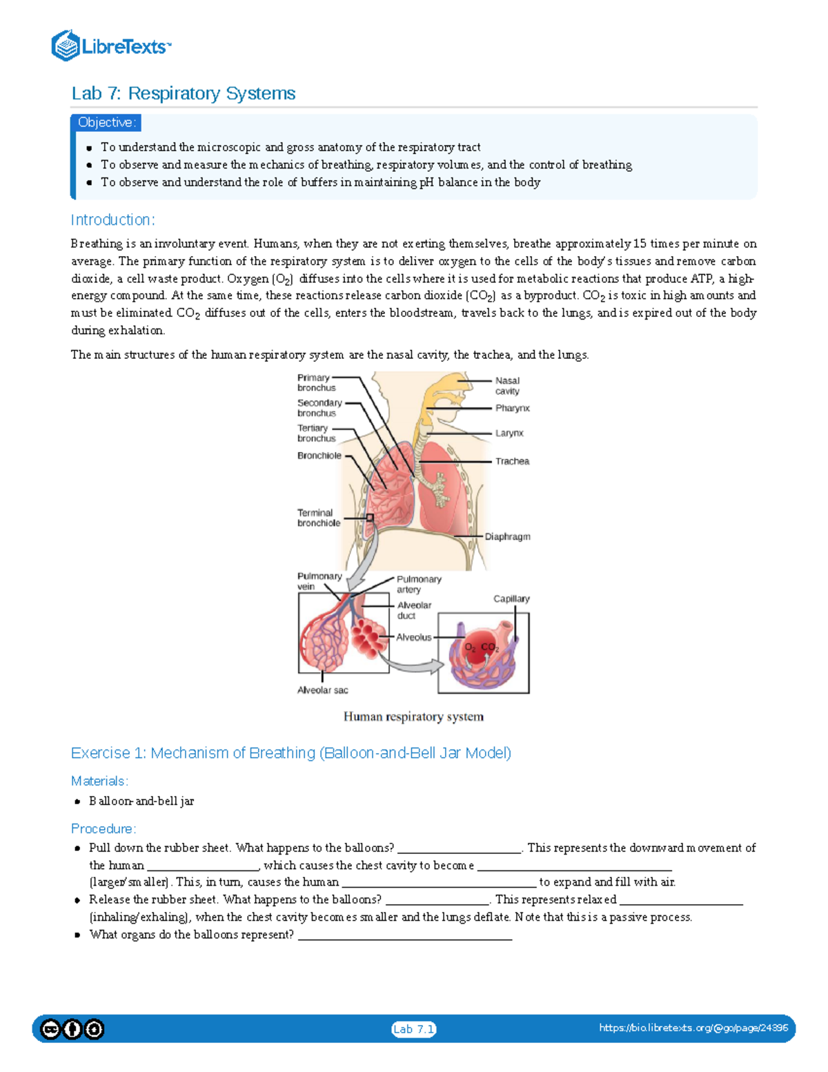 Lab 07 Respiratory Systems - Lab 7: Respiratory Systems To understand ...