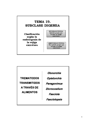 TEMA 26-1 - Clasificaciones - TEMA 26- Clase Secernentea o Phasmidia ...