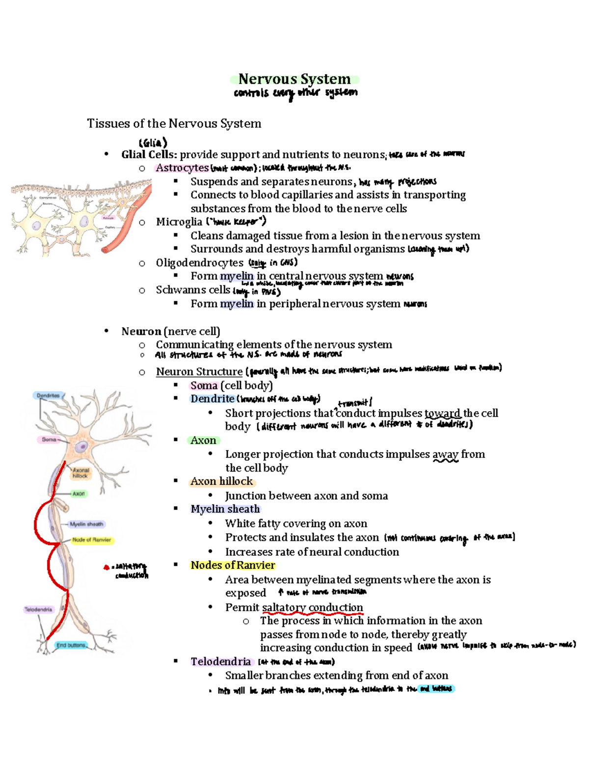 Exam 5 Study Guide- Nervous System - Nervous(System( ! ! Tissues!of!the ...
