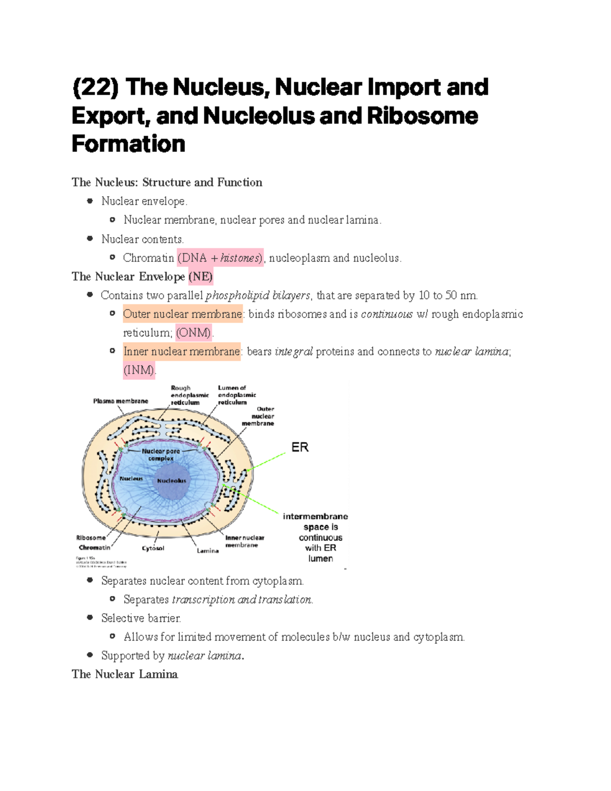 (22) The Nucleus, Nuclear Import and Export, and Nucleolus and Ribosome ...