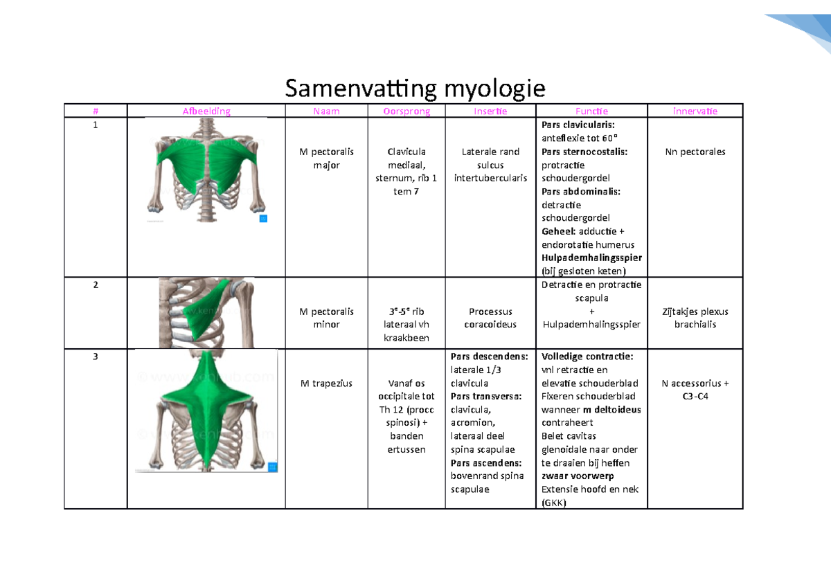 Samenvatting - Myologie - Samenvatting myologie Afbeelding Naam ...