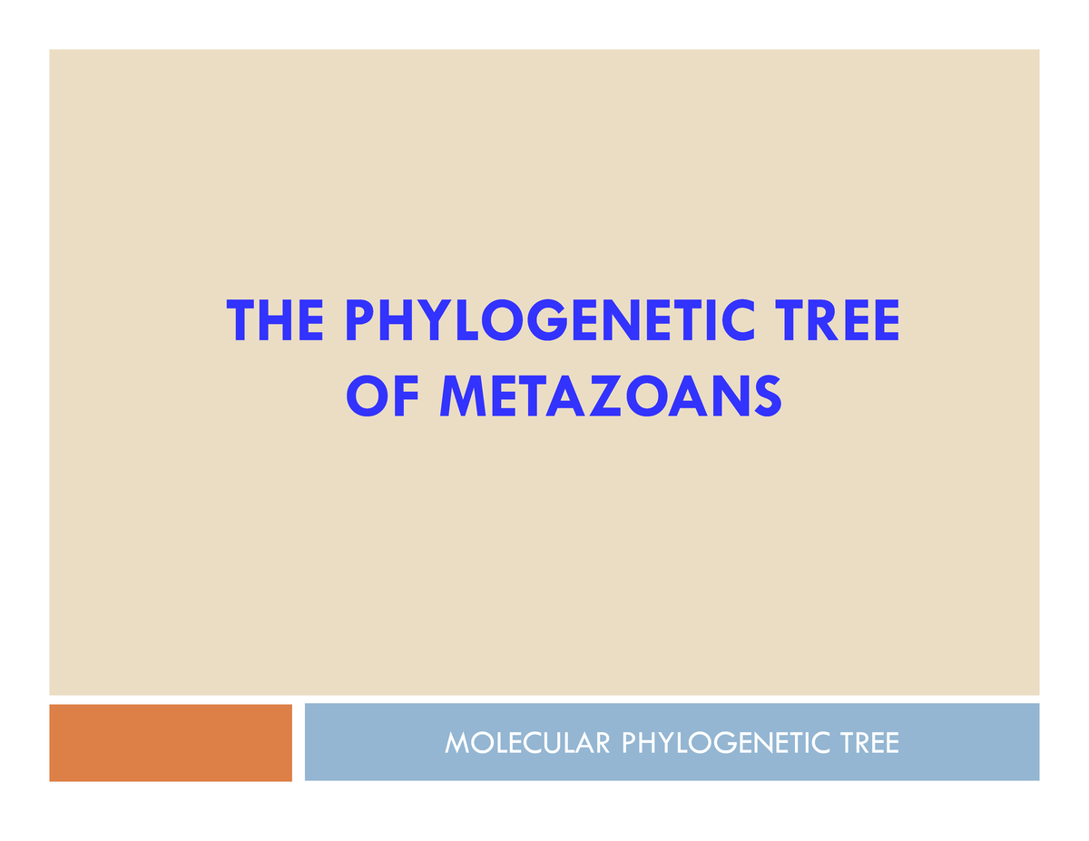 Animal Diversity Lecture 12 - THE PHYLOGENETIC TREE OF METAZOANS ...