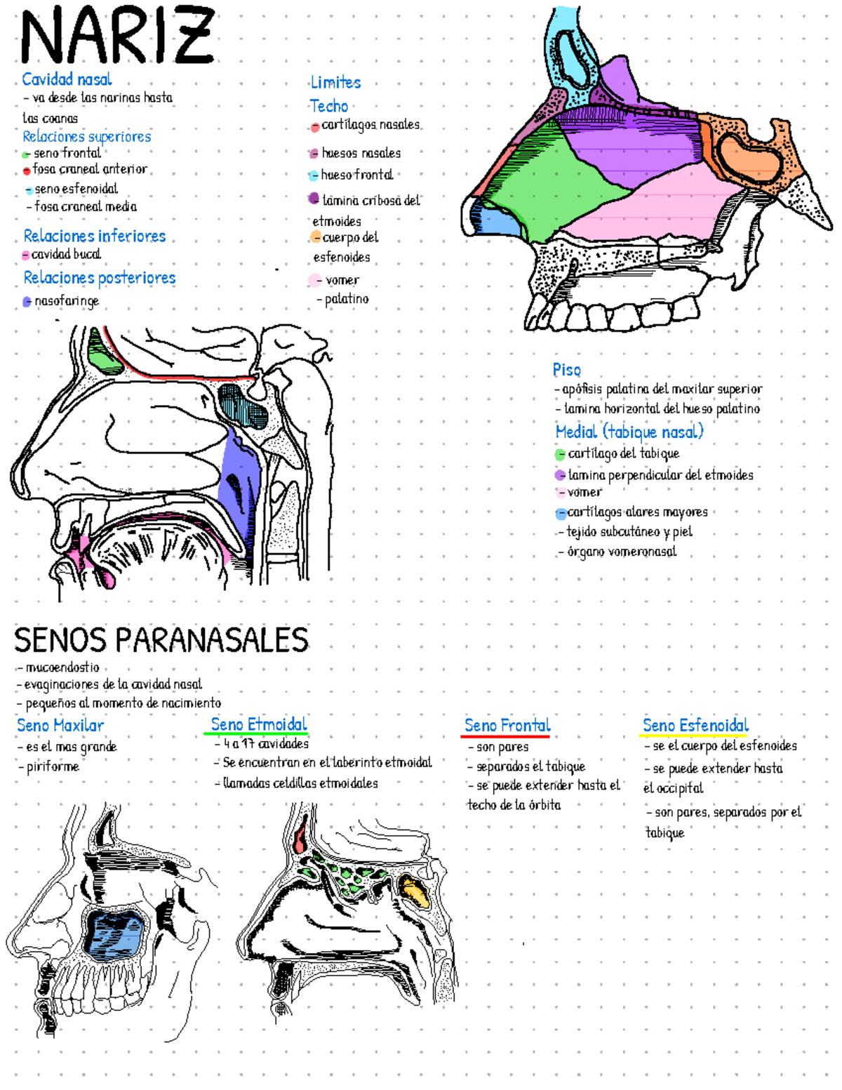 Anatomía guia final - NARIZ Cavidad nasal - va desde las narinas hasta ...