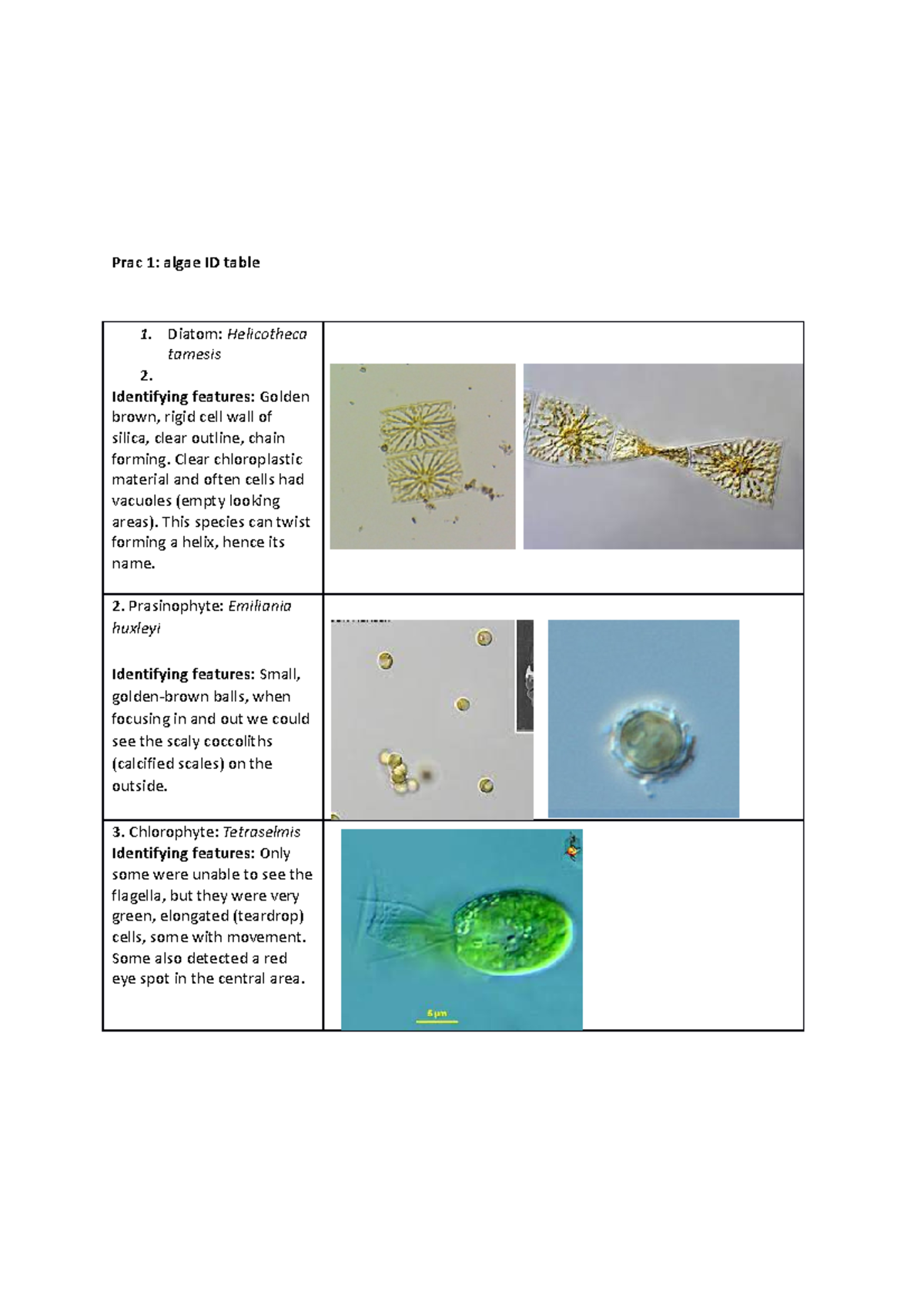 Prac ID-answers-1 - Algal prac ID - Prac 1: algae ID table 1. Diatom ...