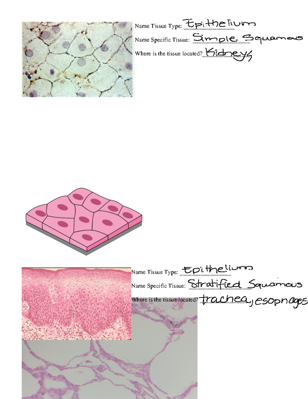 Week 5 Tissue & Integument Exercise Copy - Name Tissue Type ...