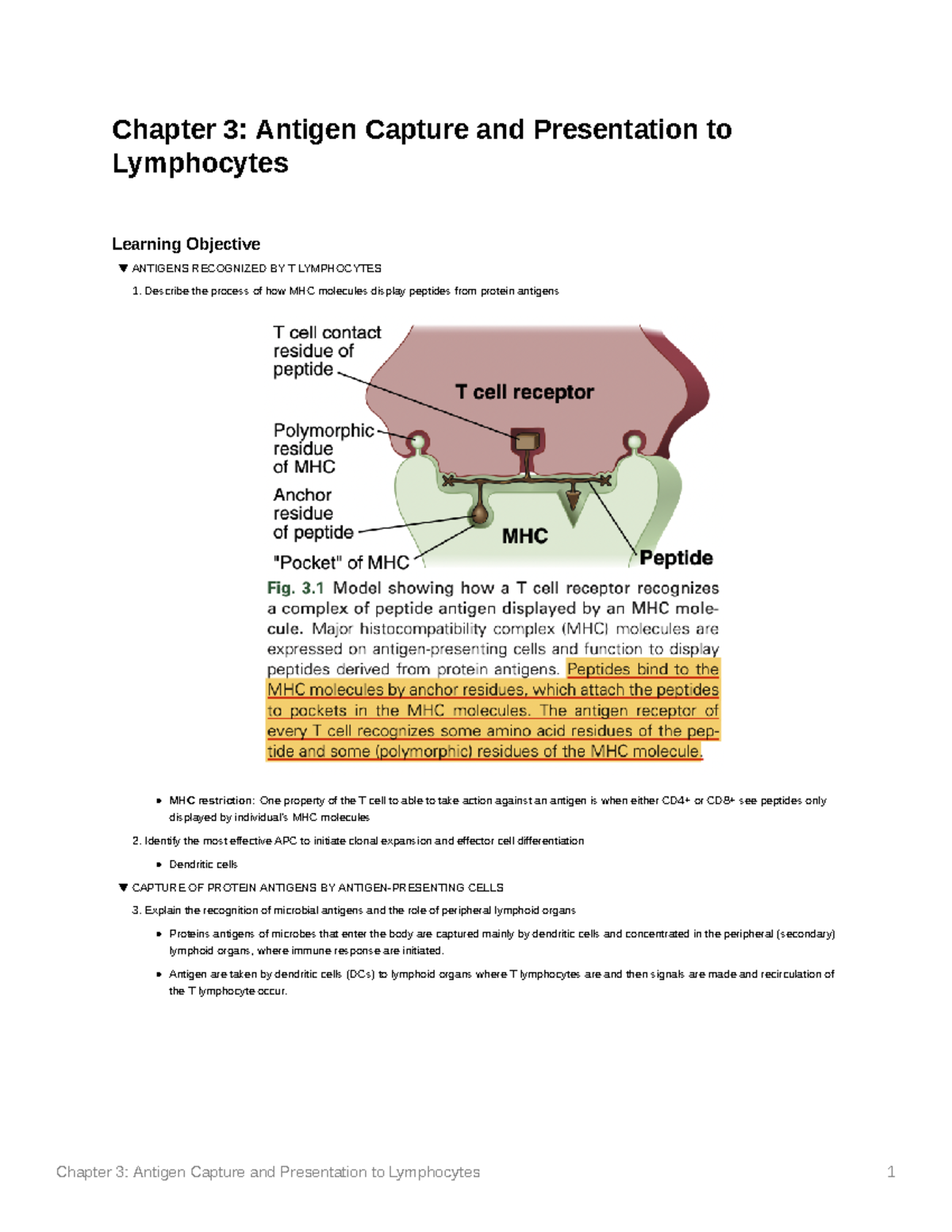 Chapter 3 Antigen Capture and Presentation to Lymphocytes - Identify ...