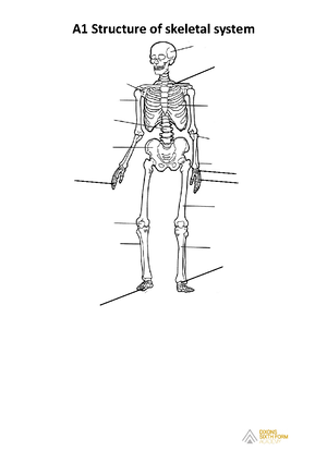 Btec-sport-revision-guide-skeletal-system-2019 - NAME: BTEC Revision ...