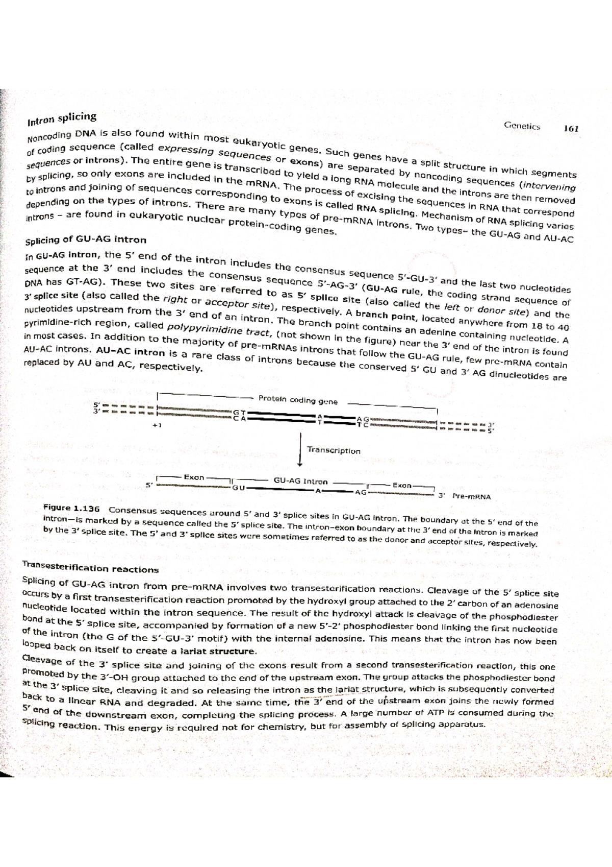 Splicing - Molecular Biology And Genetic Engineering - Studocu