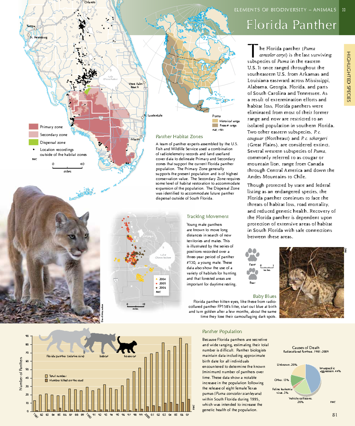 Atlas Florida Panther - Orlando ELEMENTS OF BIODIVERSITY – ANIMALS 4 ...