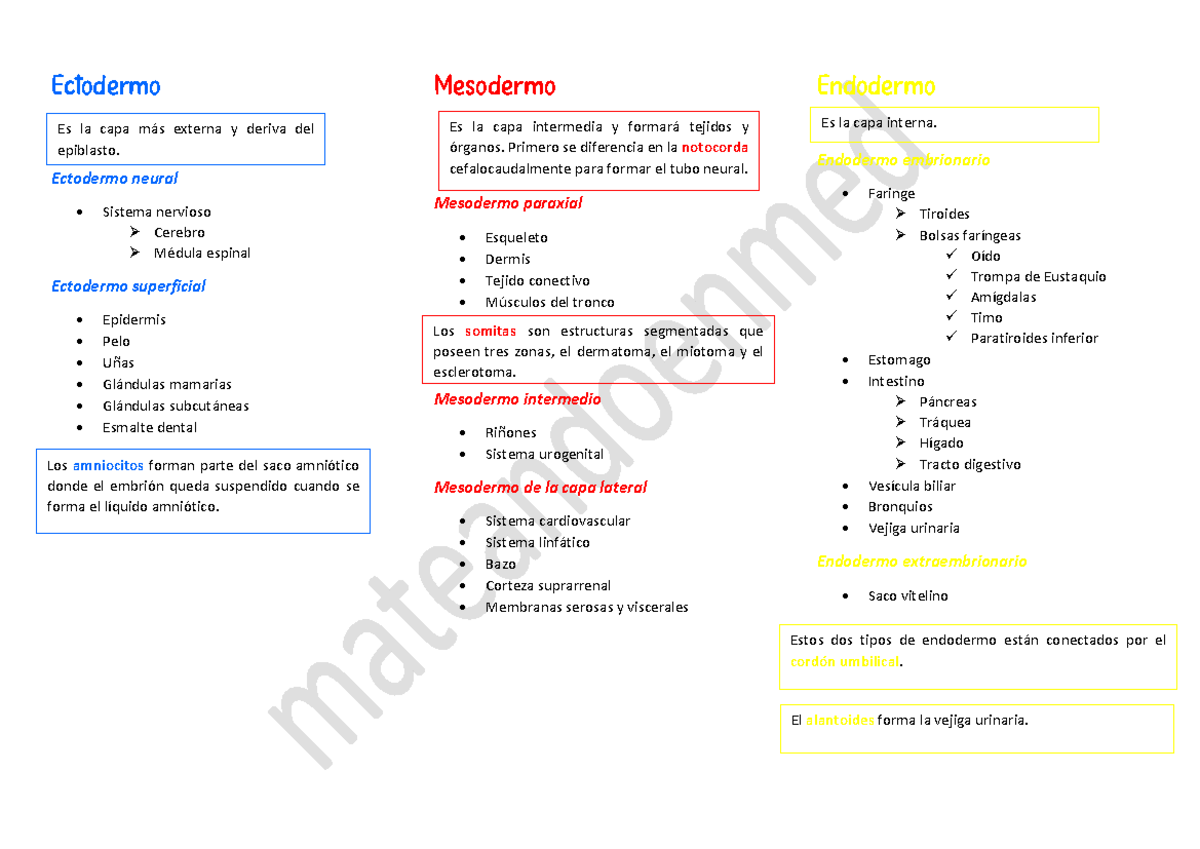 Apunte Derivados - Ectodermo Ectodermo neural Sistema nervioso Cerebro ...