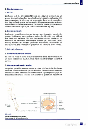 A4 - Cours - Chapitre 8 Le système musculaire. • La terminologie musculaire. • Les muscles du ...