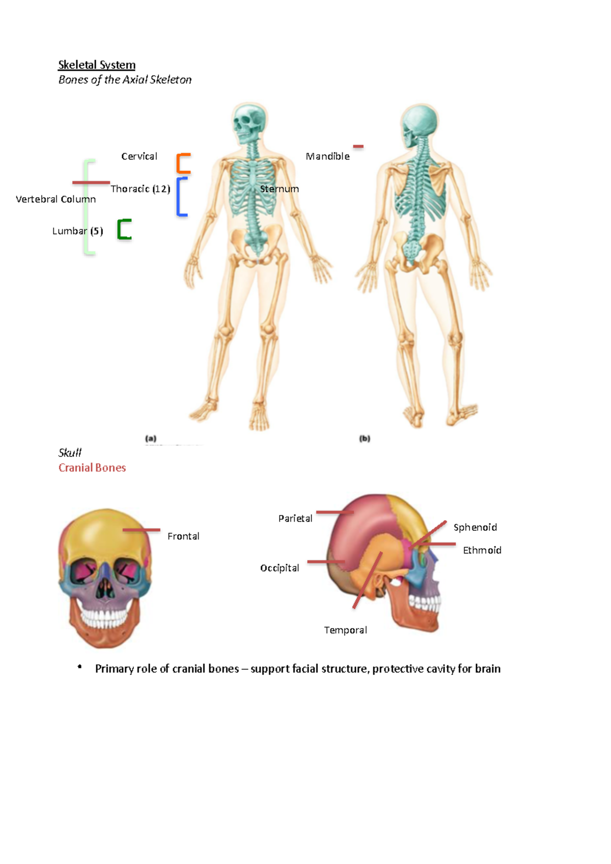 Skeletal system - axial - Skeletal System Bones of the Axial Skeleton ...