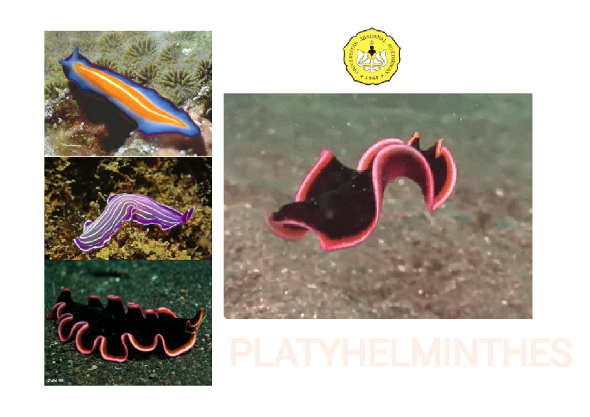 4. Platy- Aschelminyhes-DB 2020 - PPLLAATTYYHHEELLMMIINNTTHHEESS Platyhelminthes ini berasal ...