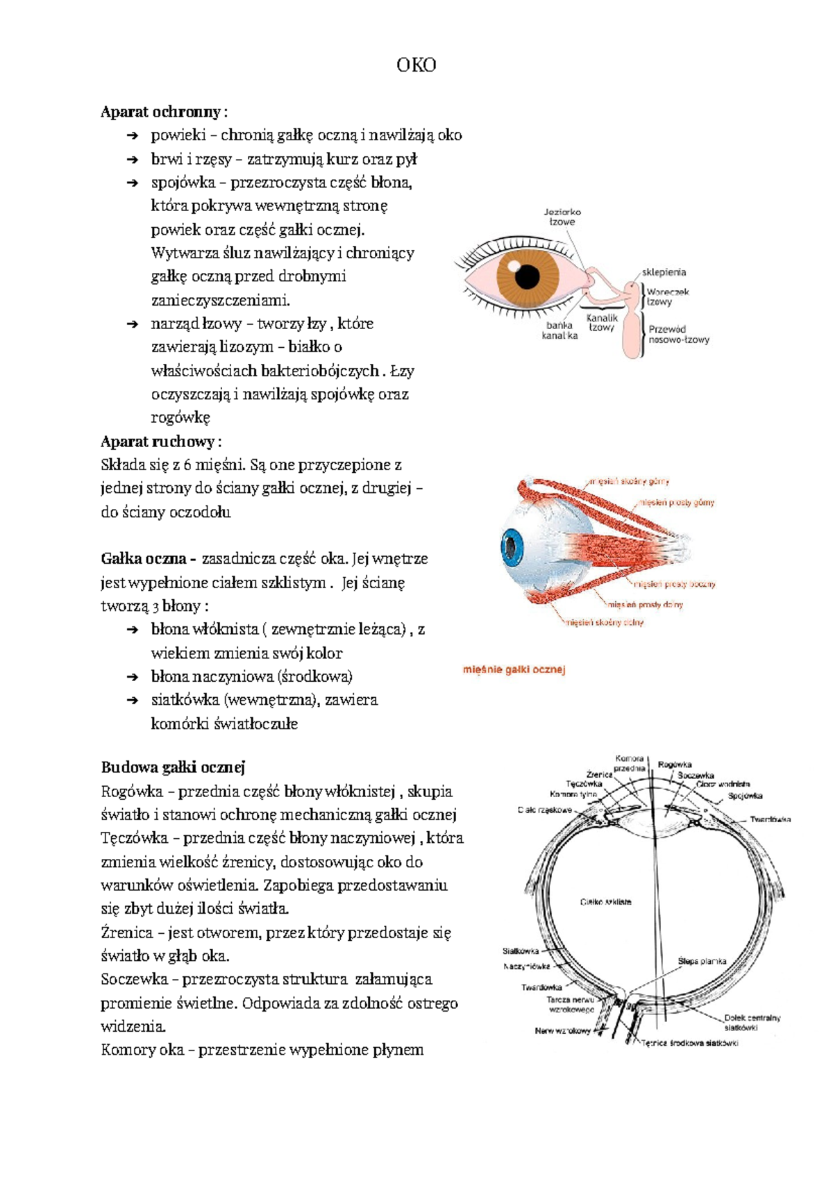 Budowa oka notatka człowiek - Aparat ochronny : powieki - chronią gałkę ...