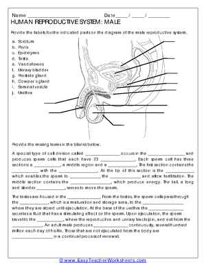 Anatomy 5 - fill in worksheets to help practice ...